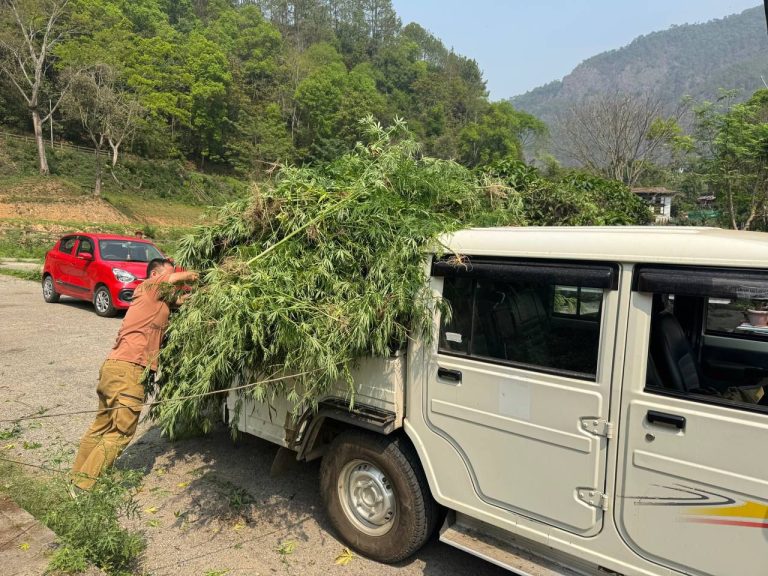 RBP initiates nationwide cannabis uprooting campaign to curb substance ...